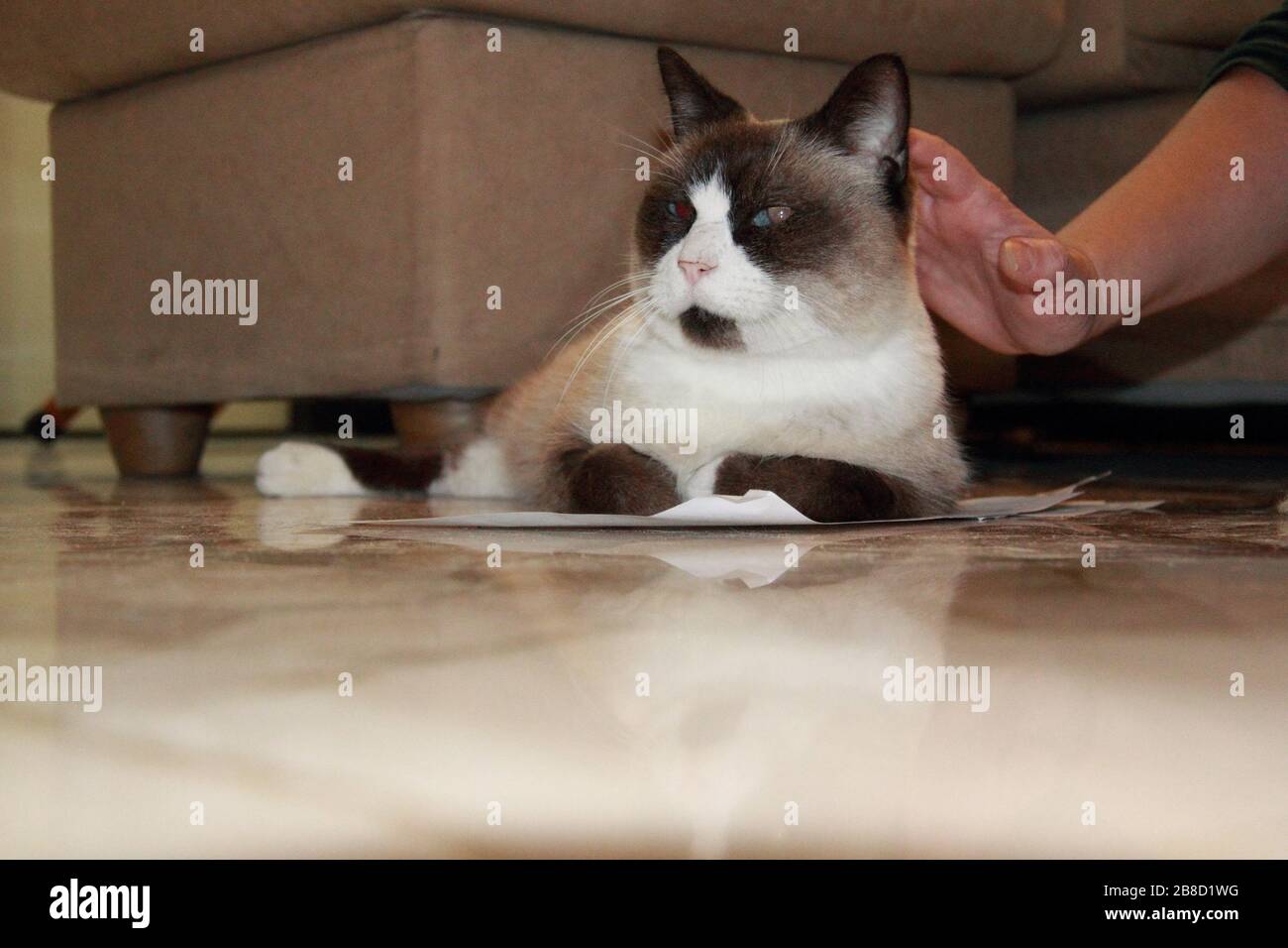 Snowshoe tabby hi-res stock photography and images - Alamy