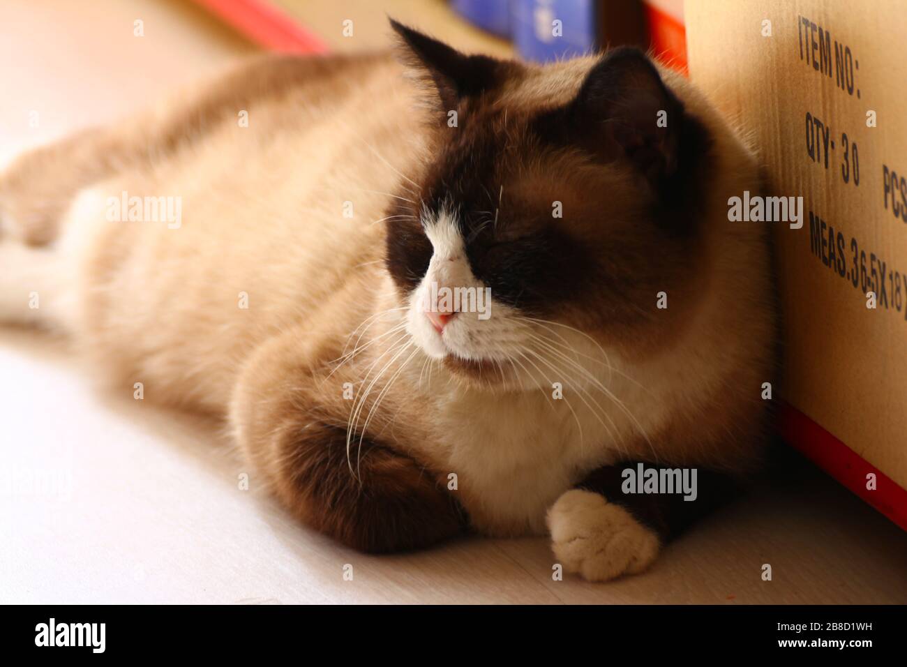Snowshoe tabby hi-res stock photography and images - Alamy
