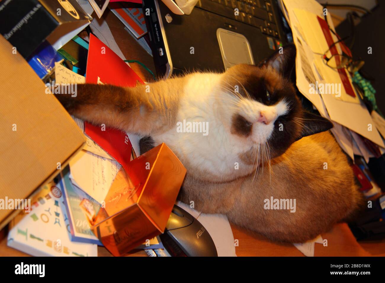 Snowshoe tabby hi-res stock photography and images - Alamy