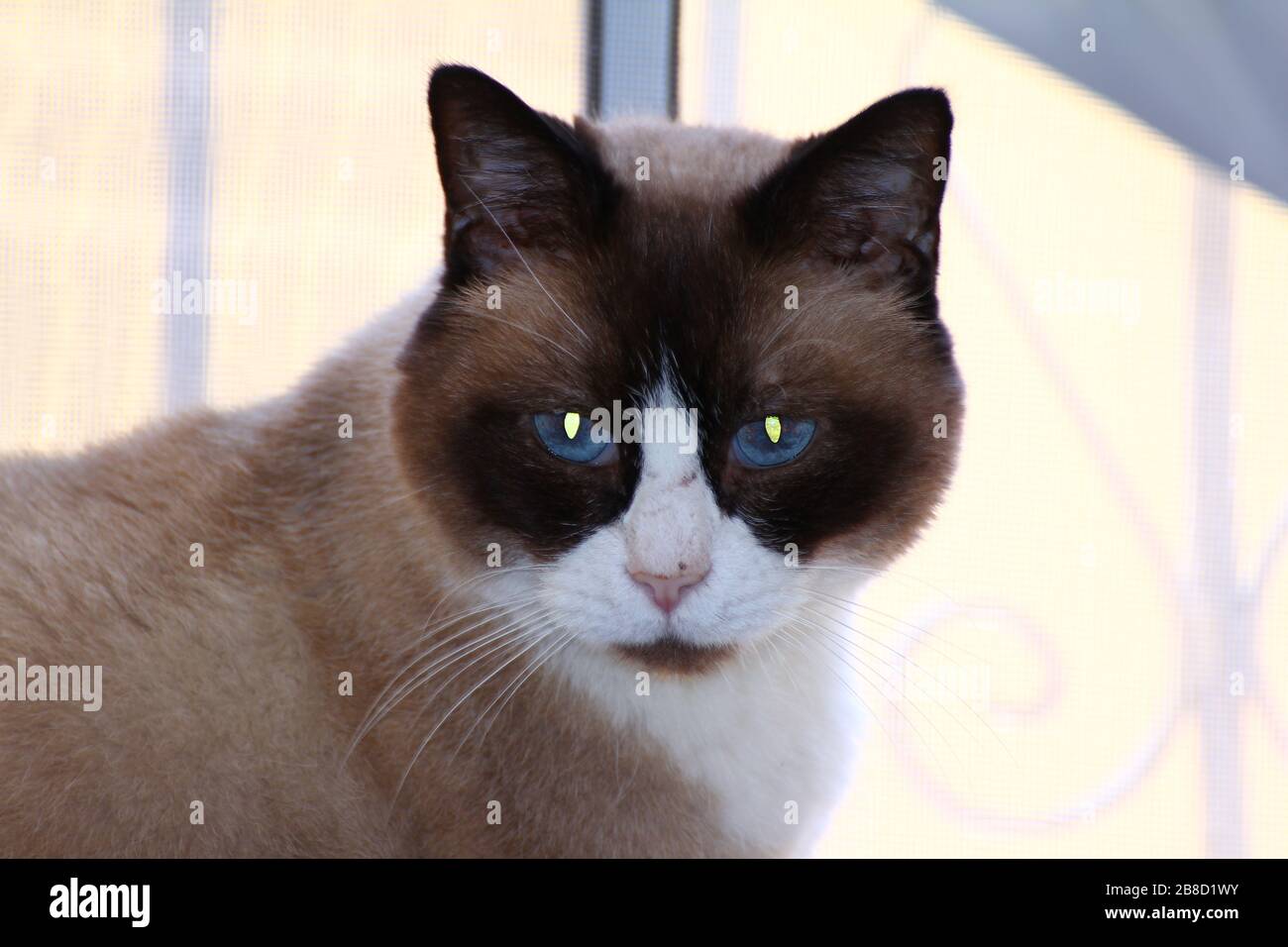 Snowshoe tabby hi-res stock photography and images - Alamy