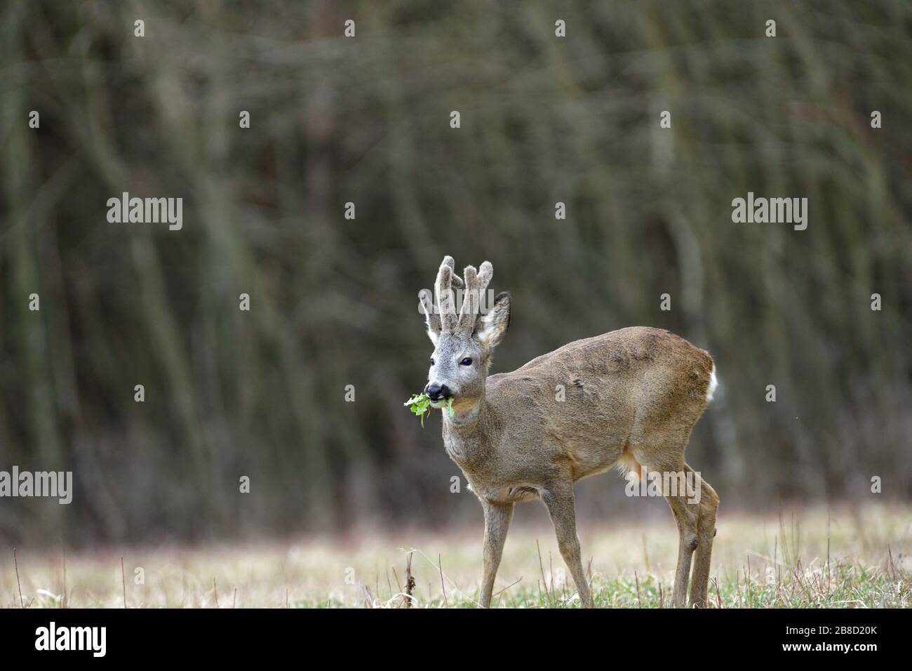 Roe deer with growing antlers with fresh grass in mouth on meadow Stock ...