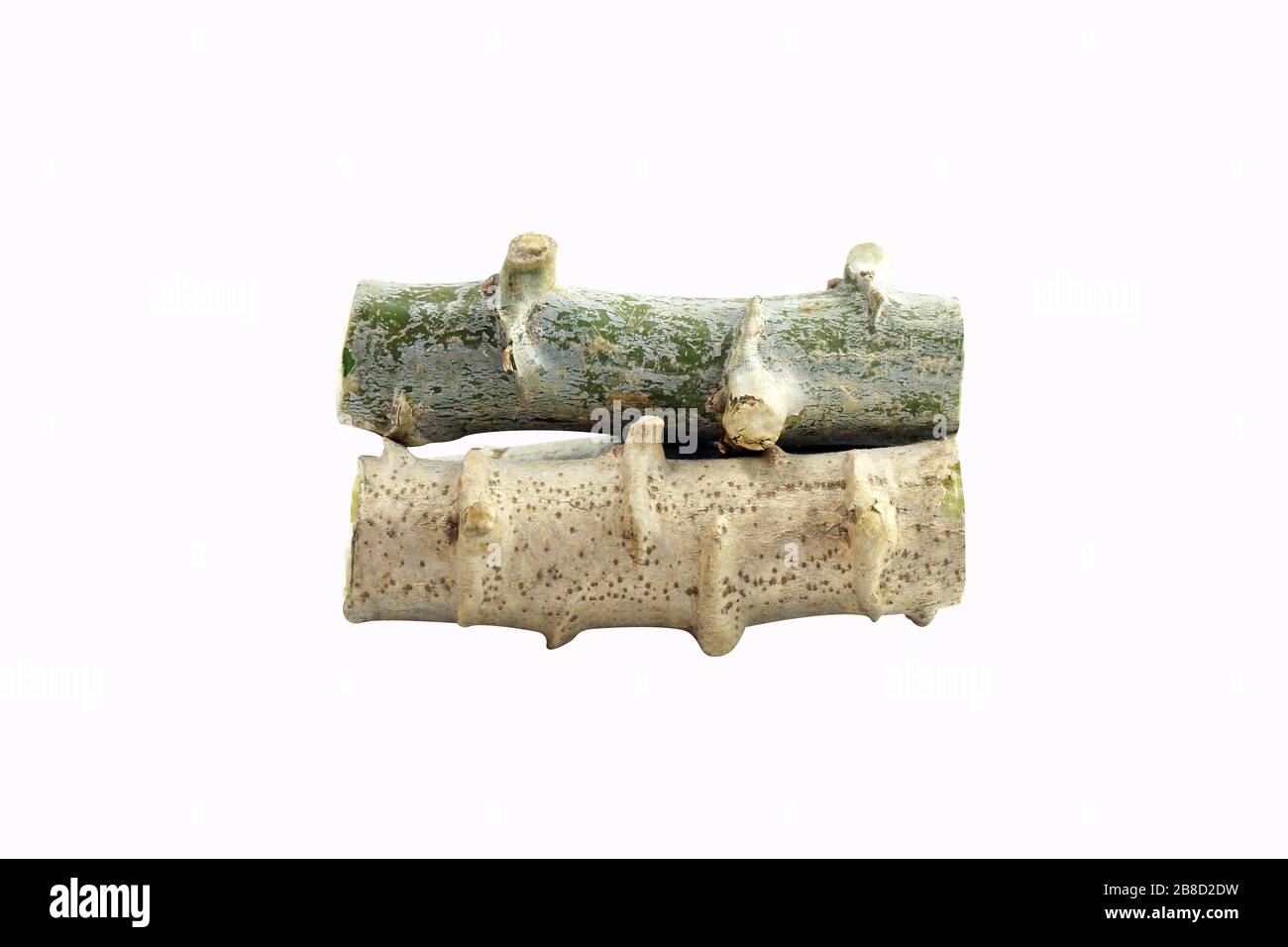 Cassava heap cut, Tapioca tree trunk piece cut, Cassava roots isolated ...