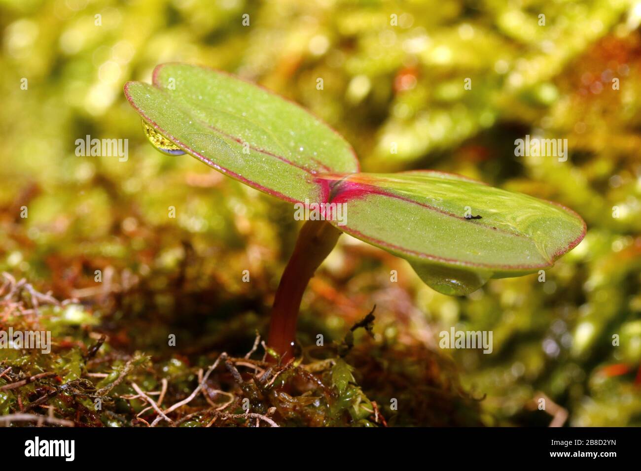 Birch seedling hi-res stock photography and images - Alamy