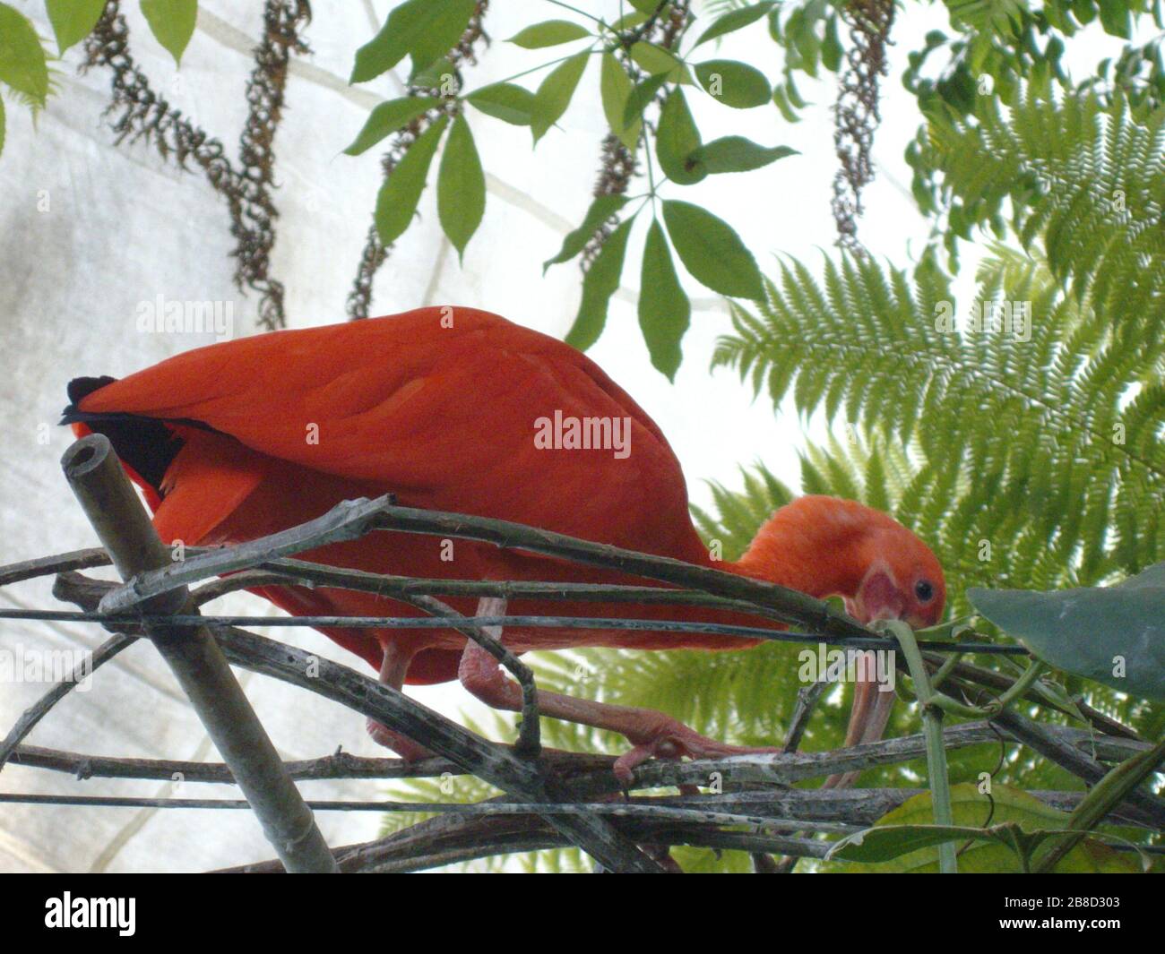 Animals and plants in the Genova's biosphere Stock Photo - Alamy