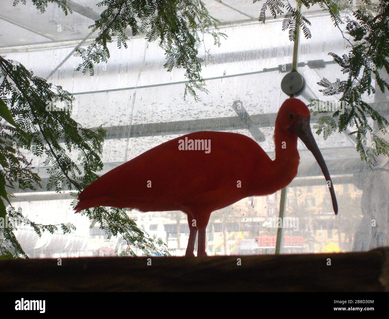 Animals and plants in the Genova's biosphere Stock Photo - Alamy