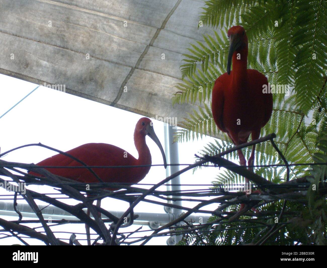 Animals and plants in the Genova's biosphere Stock Photo - Alamy