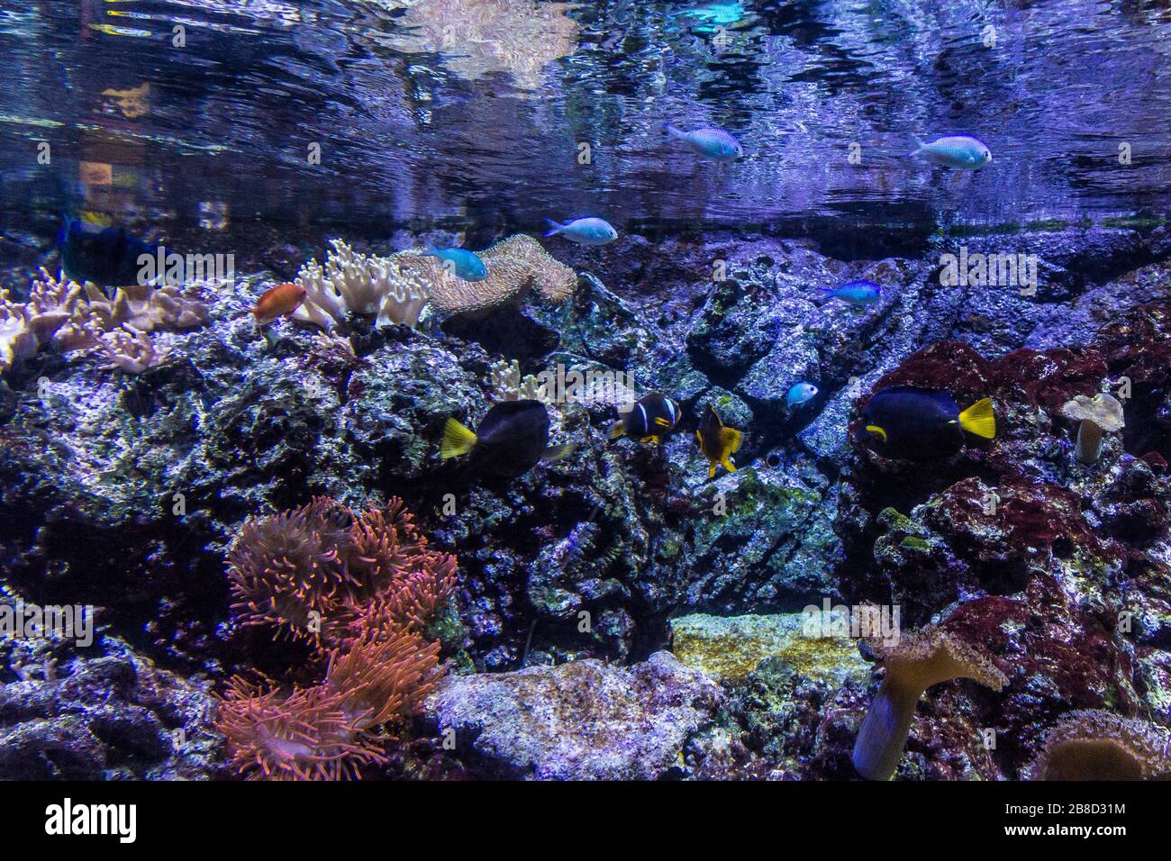 Fish in the Genova's acquarium Stock Photo - Alamy