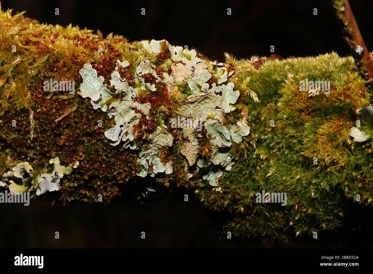 Physcia hi-res stock photography and images - Alamy