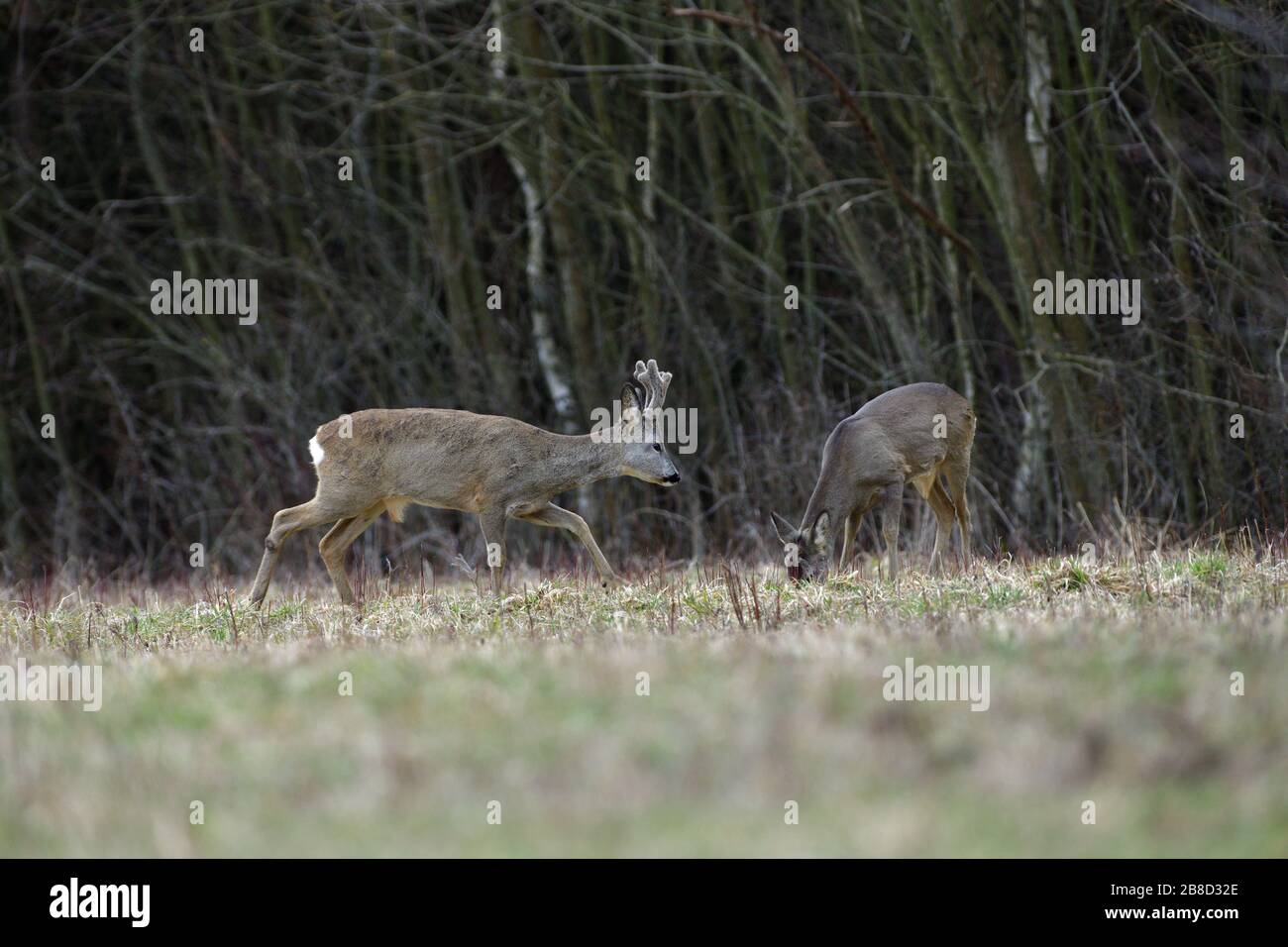 Roe deer with antlers in the spring gnaws the bark of bushes from ...