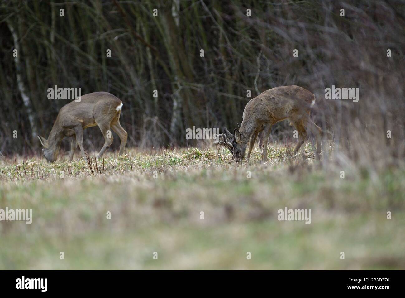 Roe deer with antlers in the spring gnaws the bark of bushes from ...