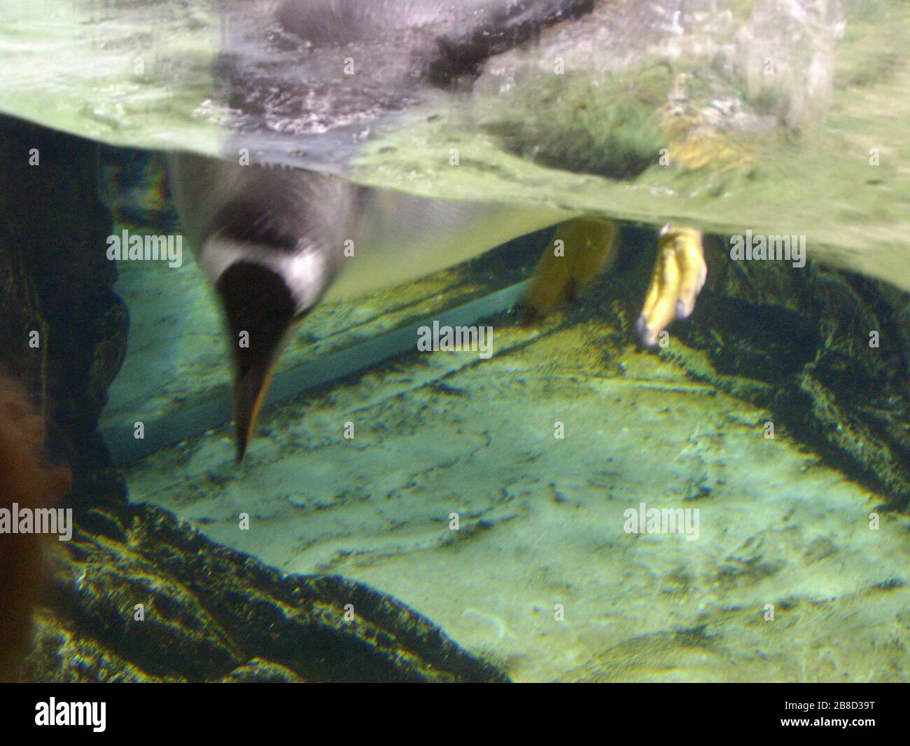 Animals in the acquarium Stock Photo - Alamy