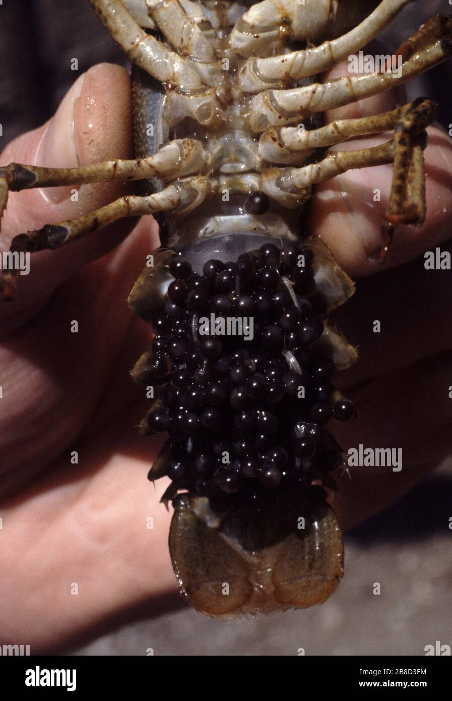 Female of White-clawed Freshwater crayfish (Austropotamobius pallipes ...