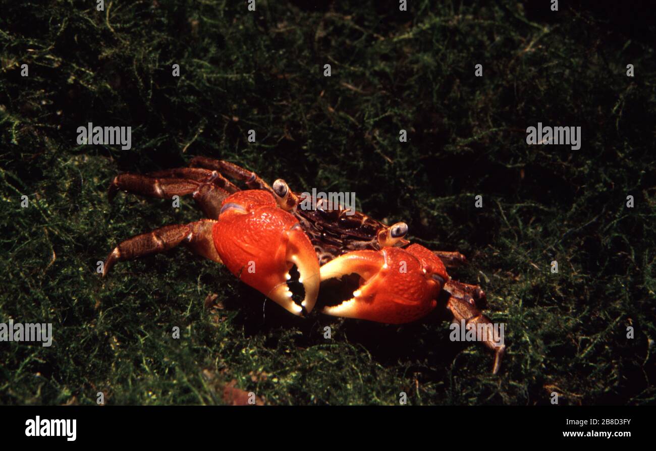 Singapore vinegar crab, Episesarma singaporense Stock Photo - Alamy