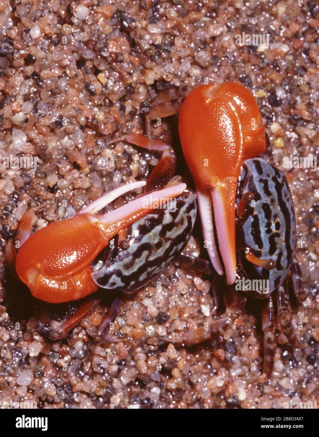 Male fiddler crabs, Uca annulipes Stock Photo - Alamy