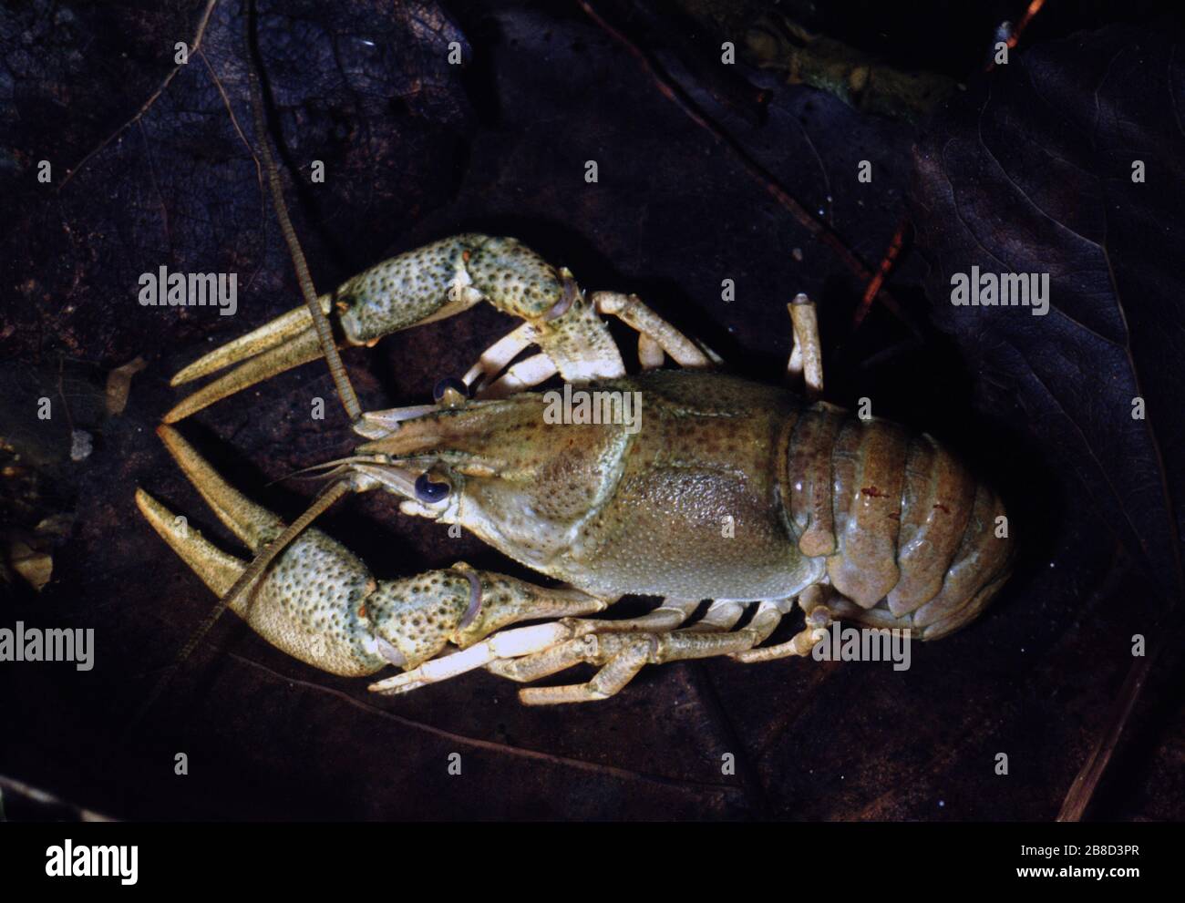 Turkish freshwater crayfish, Astacus leptodactylus Stock Photo - Alamy