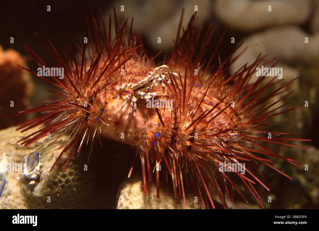 Zebra crab (Zebrida adamsii) commensal on Red blue-spotted fire urchin ...