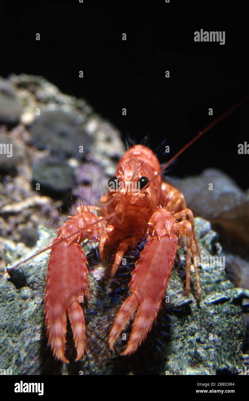 Red reef or Western reef lobster, Enoplometopus occidentalis Stock ...