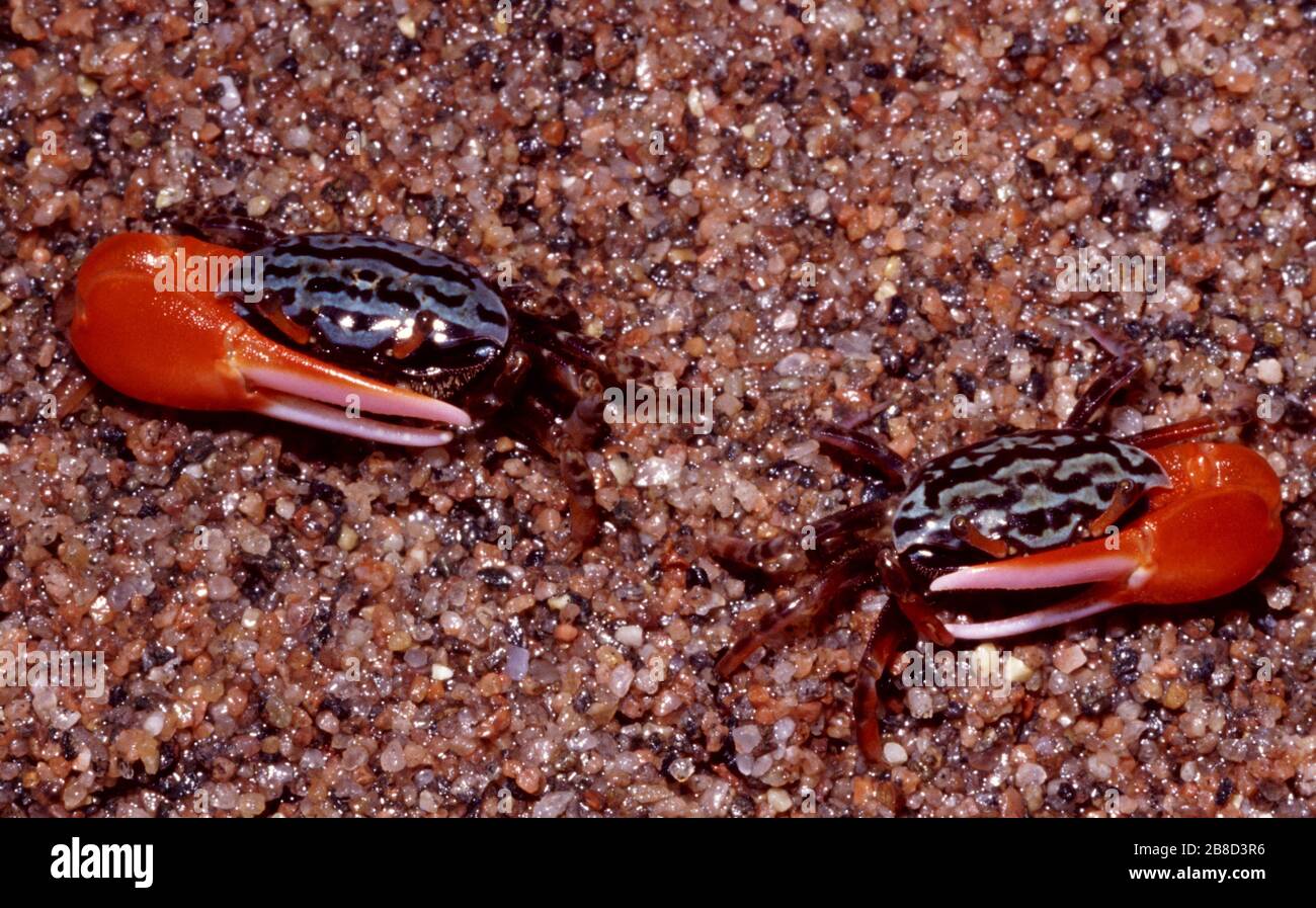 Male fiddler crabs, Uca annulipes Stock Photo - Alamy