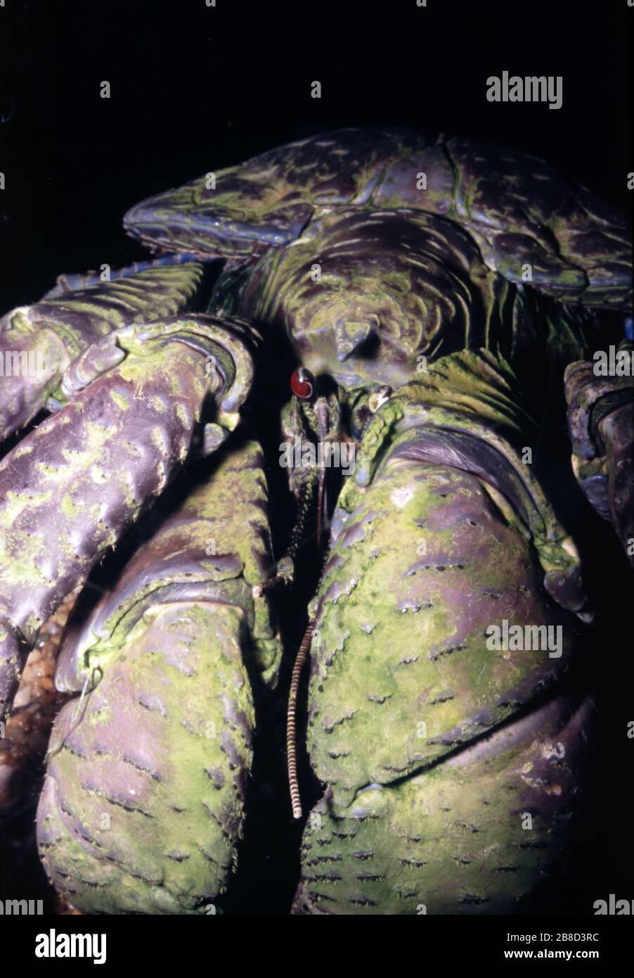 Close-up of coconut crab, Birgus latro Stock Photo - Alamy