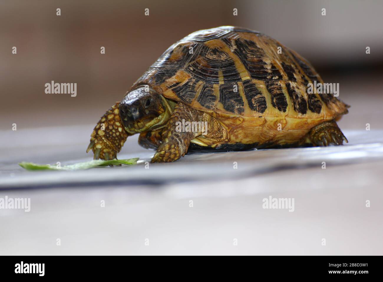 Domestic Turtle in her habitat Stock Photo - Alamy