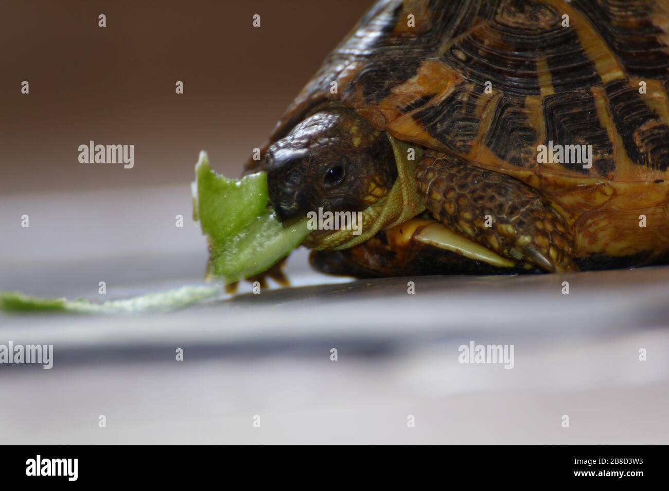 Domestic Turtle in her habitat Stock Photo - Alamy