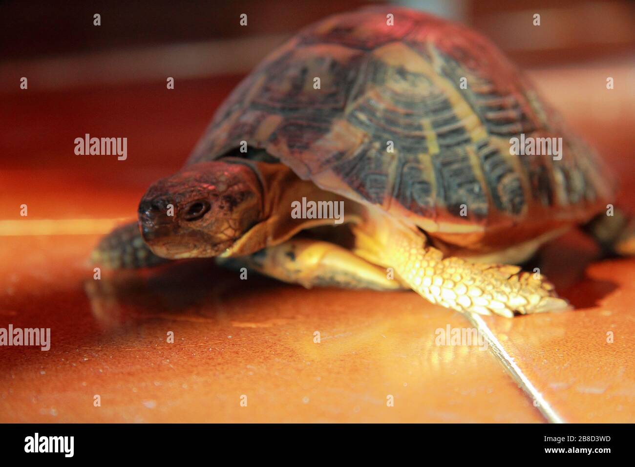 Domestic Turtle in her habitat Stock Photo - Alamy