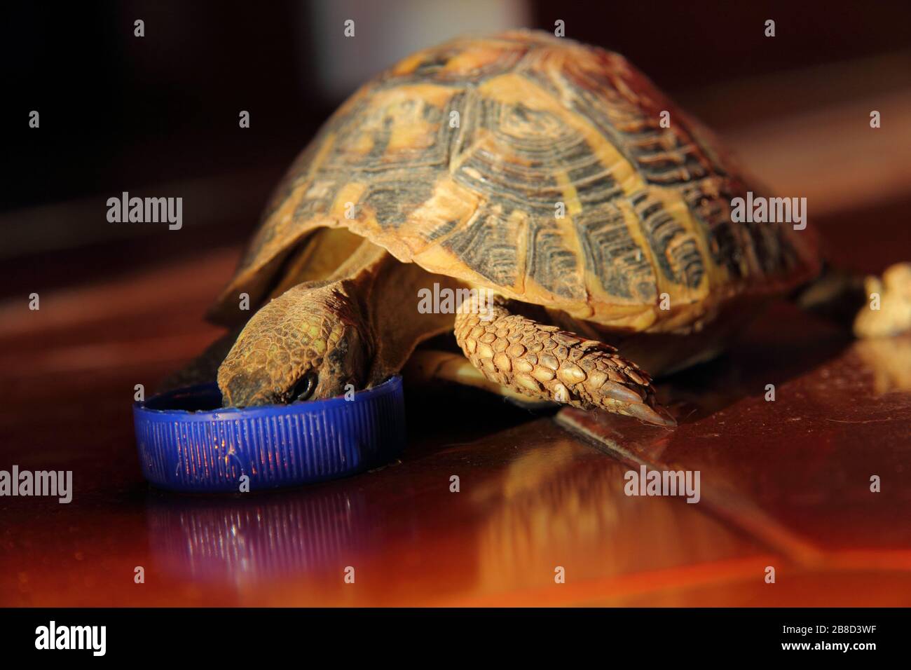 Domestic Turtle in her habitat Stock Photo - Alamy