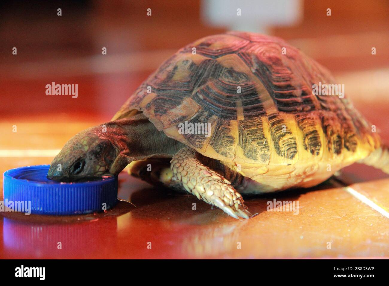 Domestic Turtle in her habitat Stock Photo - Alamy