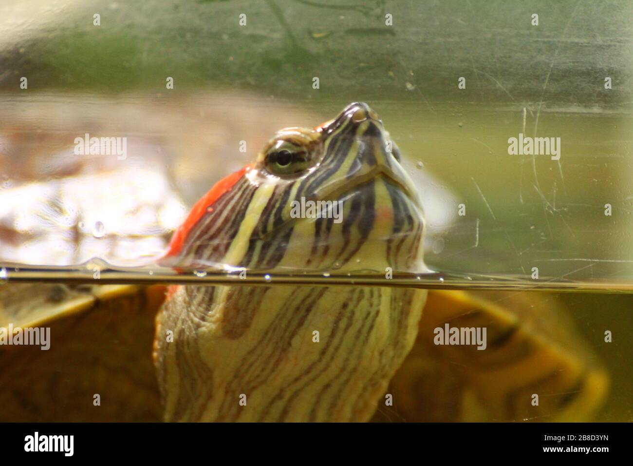 Domestic Turtle in her habitat Stock Photo - Alamy
