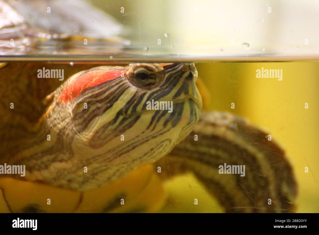 Domestic Turtle in her habitat Stock Photo - Alamy