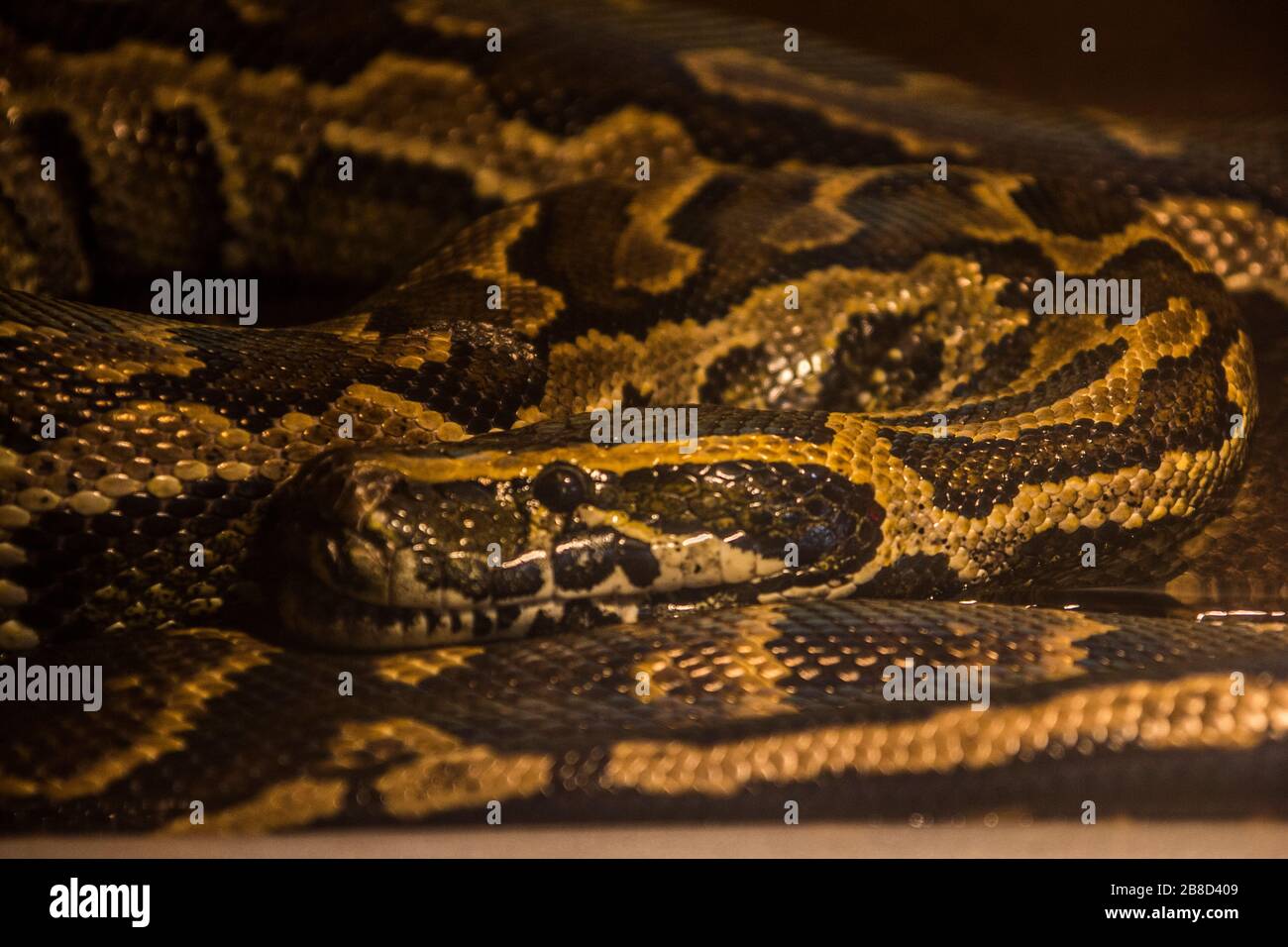 Capture of the snake Stock Photo - Alamy