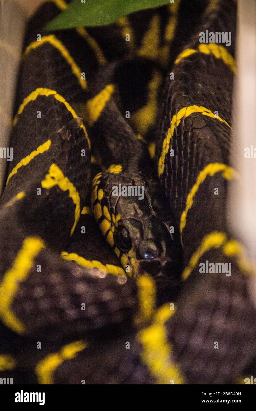 Capture of the snake Stock Photo - Alamy