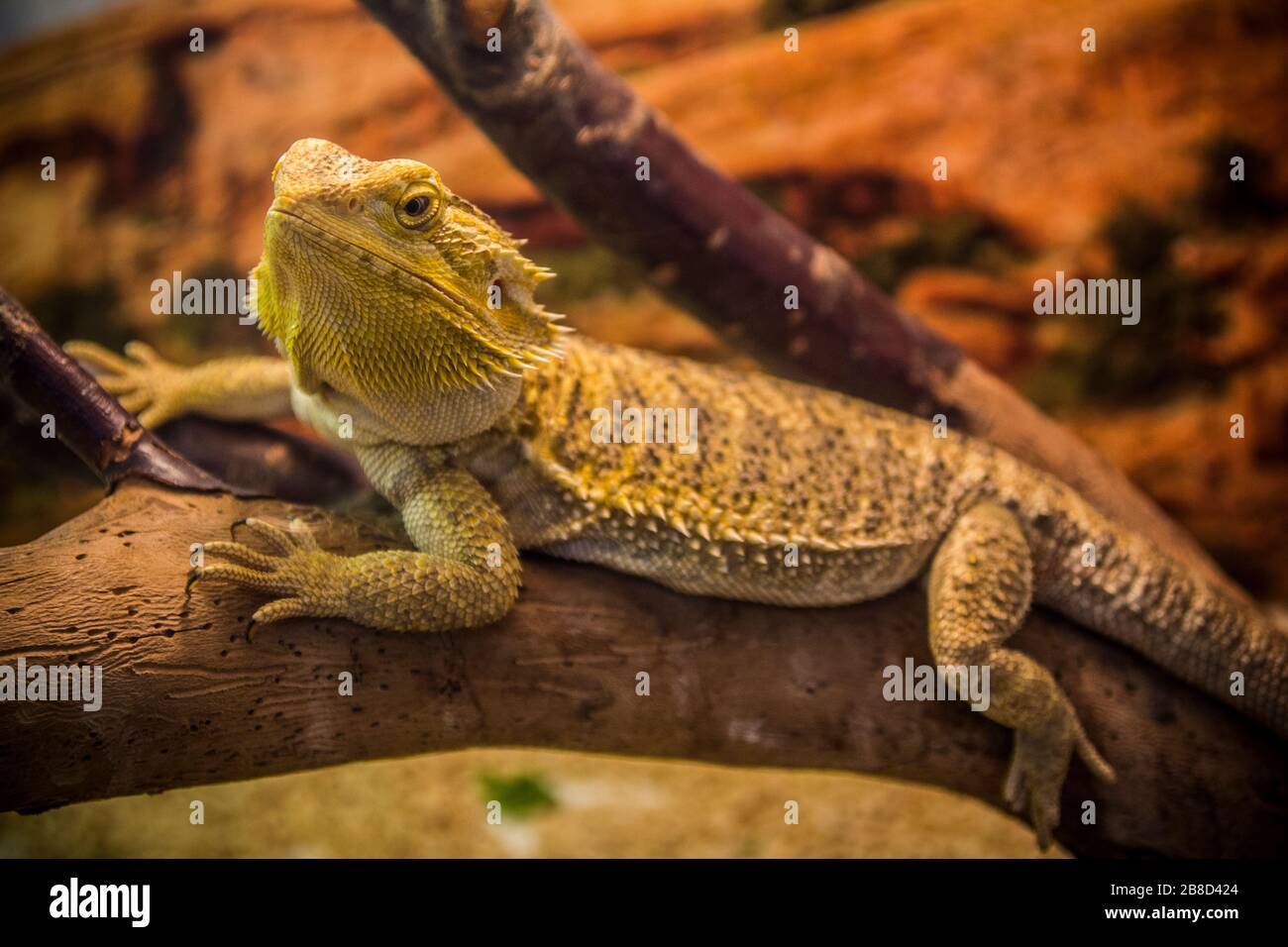 Portrait of a reptile in the terrarium Stock Photo - Alamy
