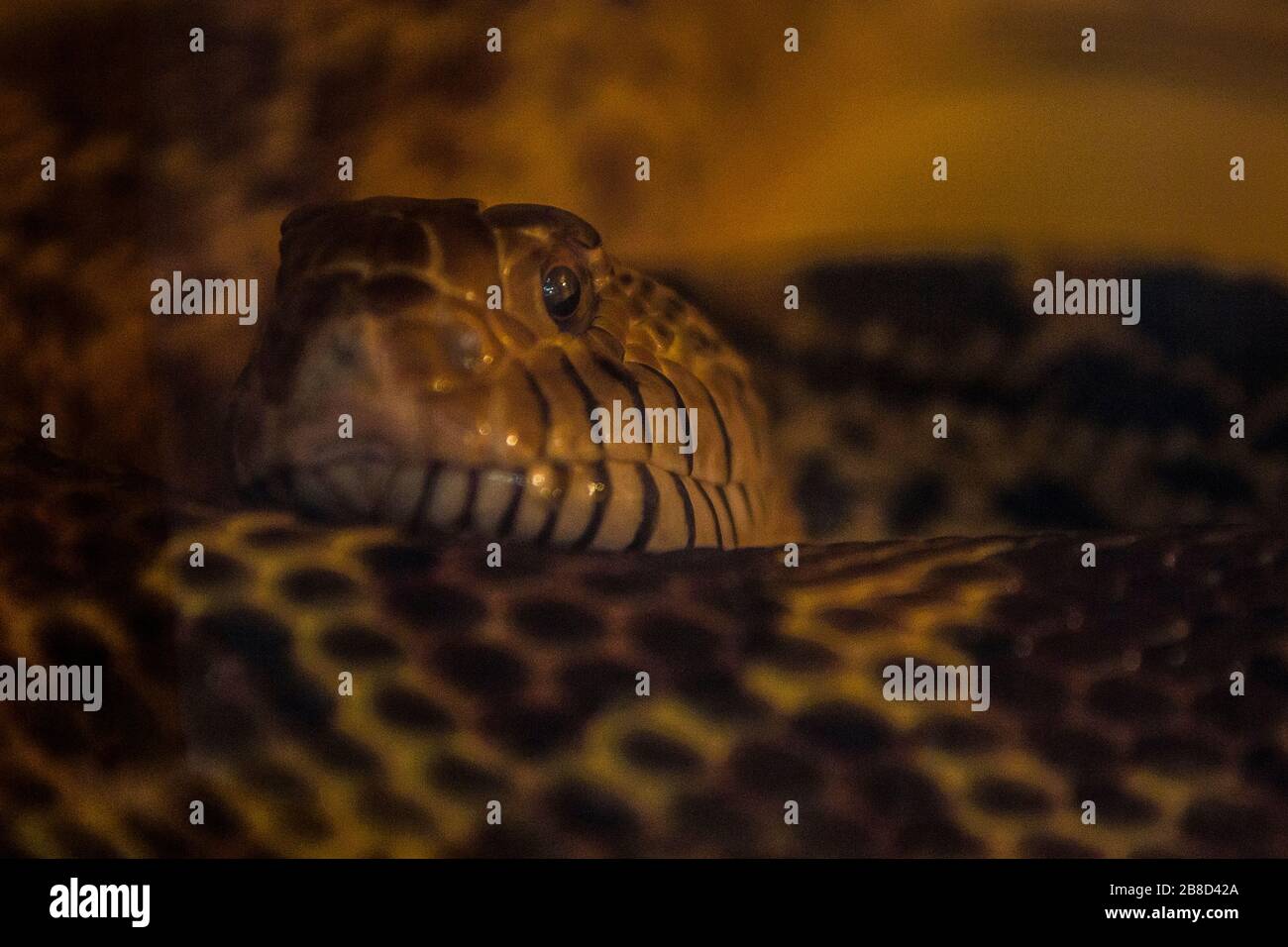 Capture of the snake Stock Photo - Alamy