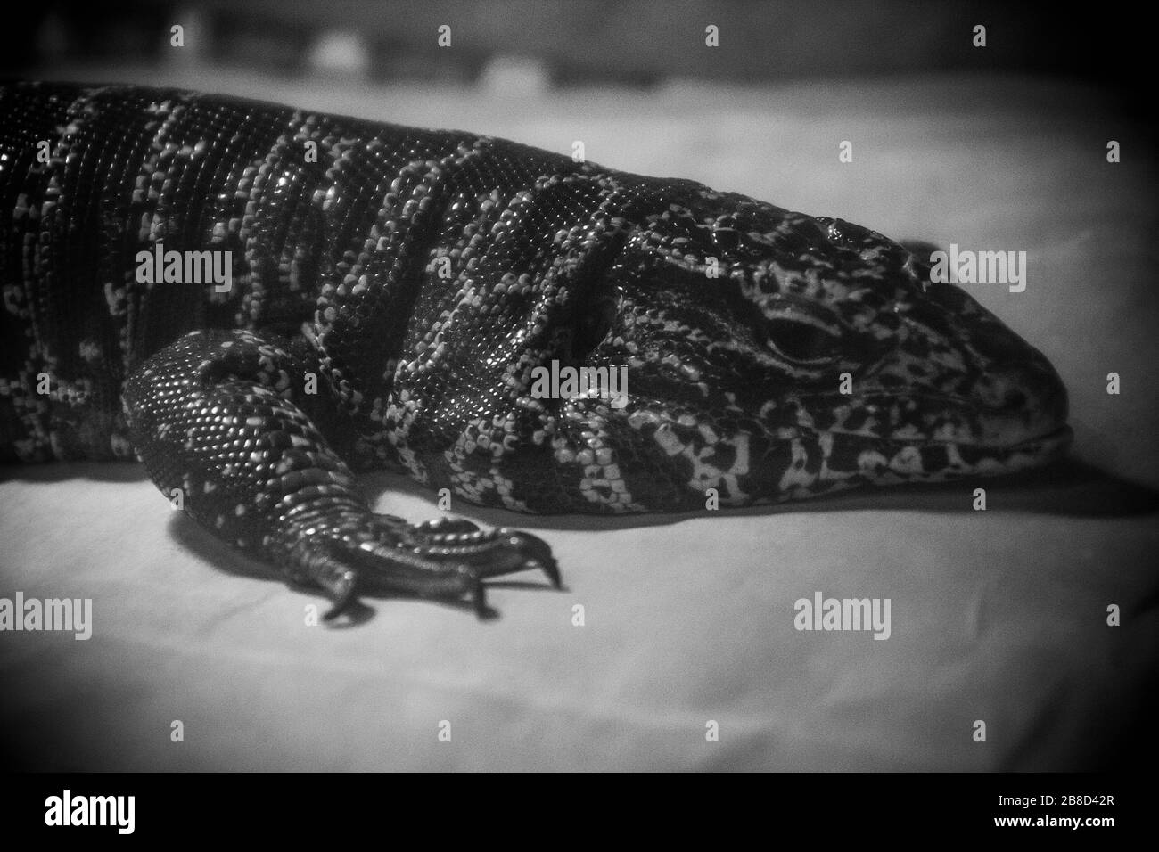 Eye reptile Black and White Stock Photos & Images - Alamy