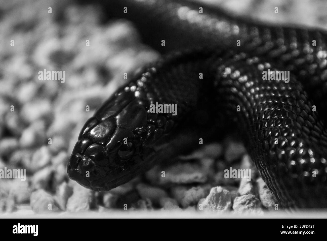Capture of the snake Stock Photo - Alamy