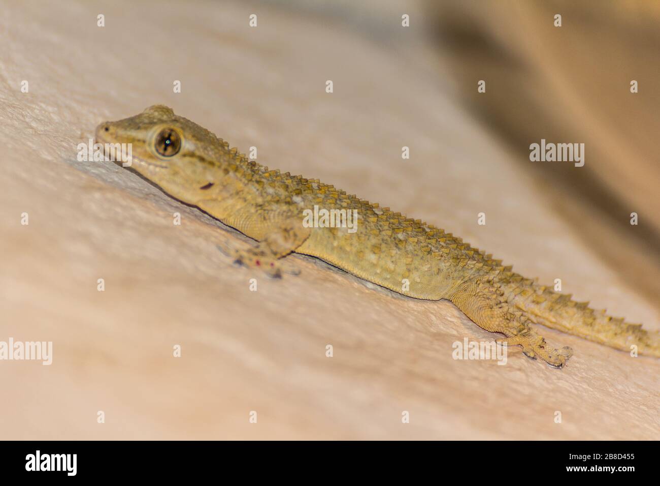 Cute gecko on the wall Stock Photo - Alamy