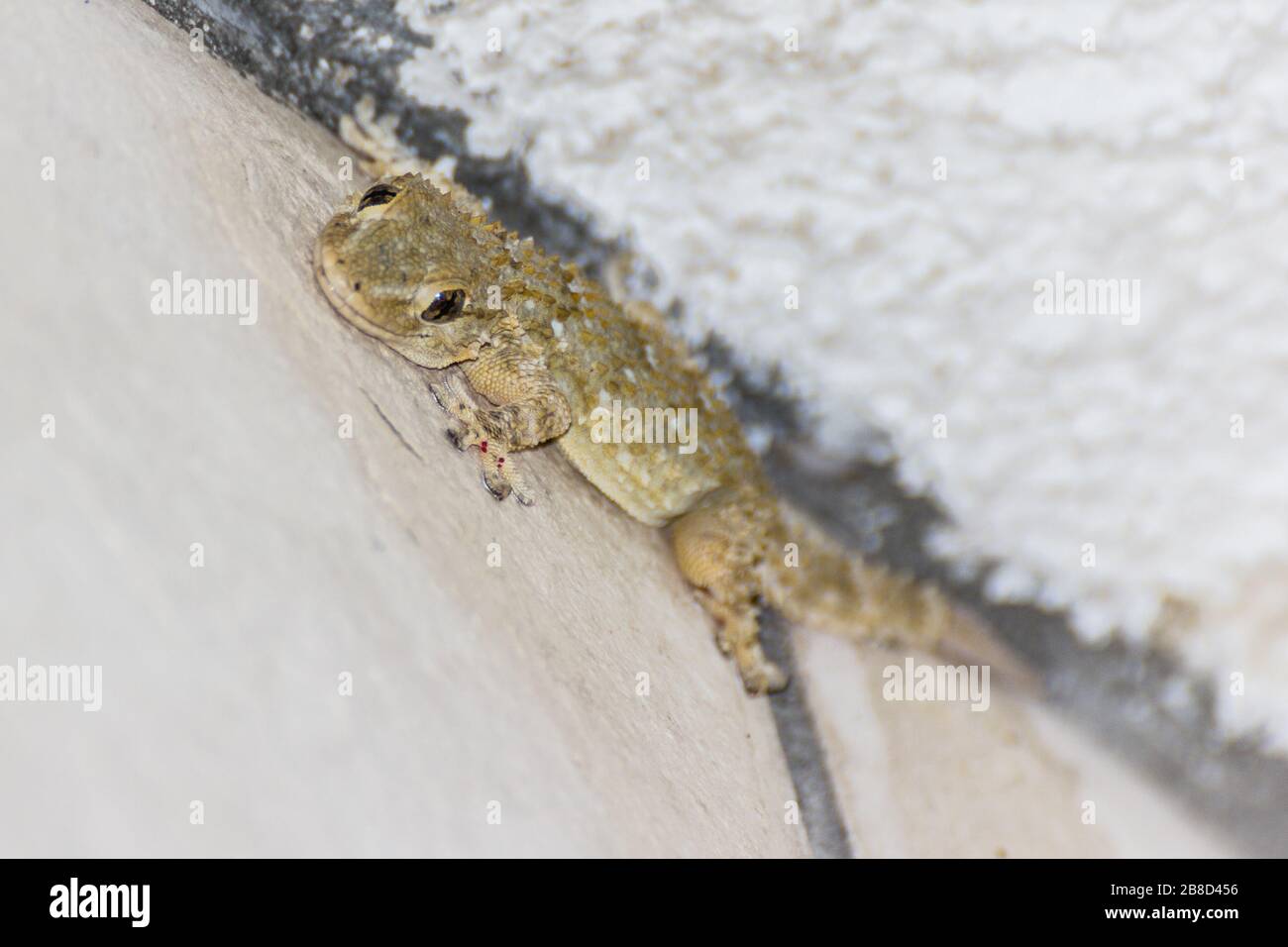Cute gecko on the wall Stock Photo - Alamy