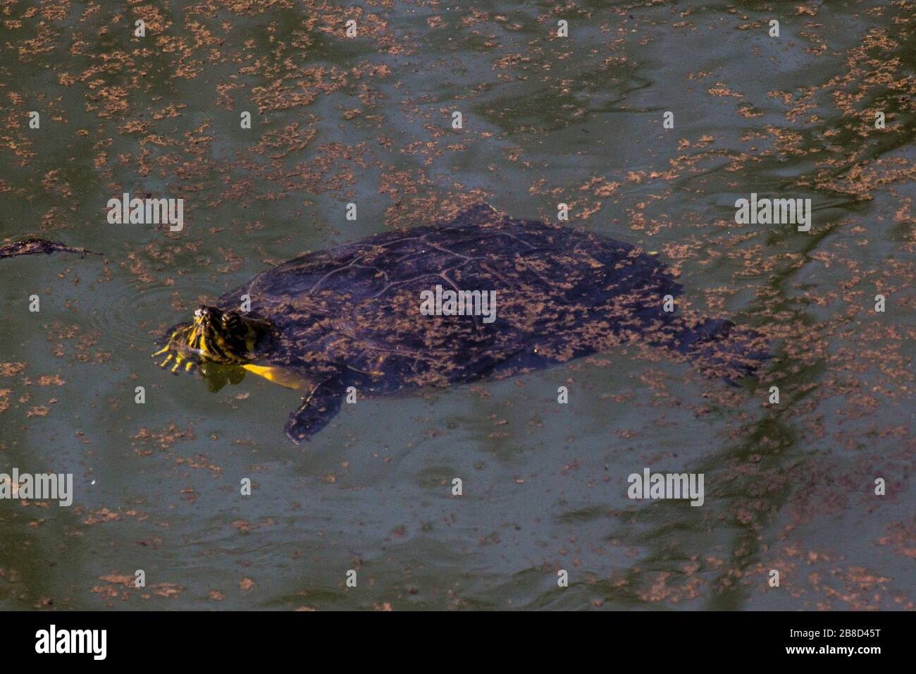 Turtle in the water Stock Photo - Alamy