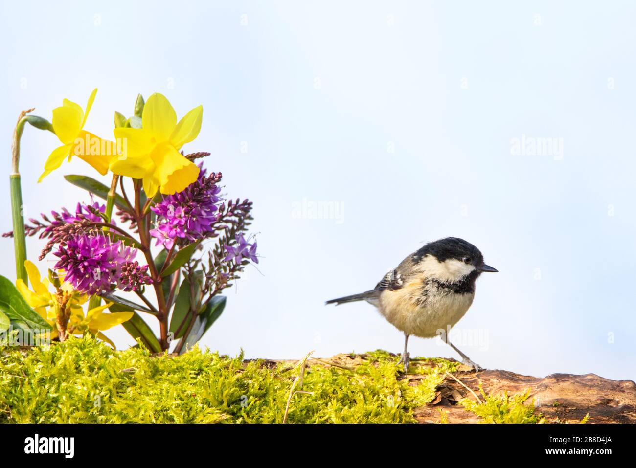 .Coal Tit, Fledgling, baby bird, young coal tit, perched on a branch in ...