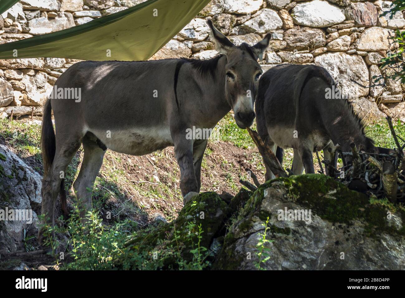 Donkey Mother And Colt High Resolution Stock Photography and Images - Alamy