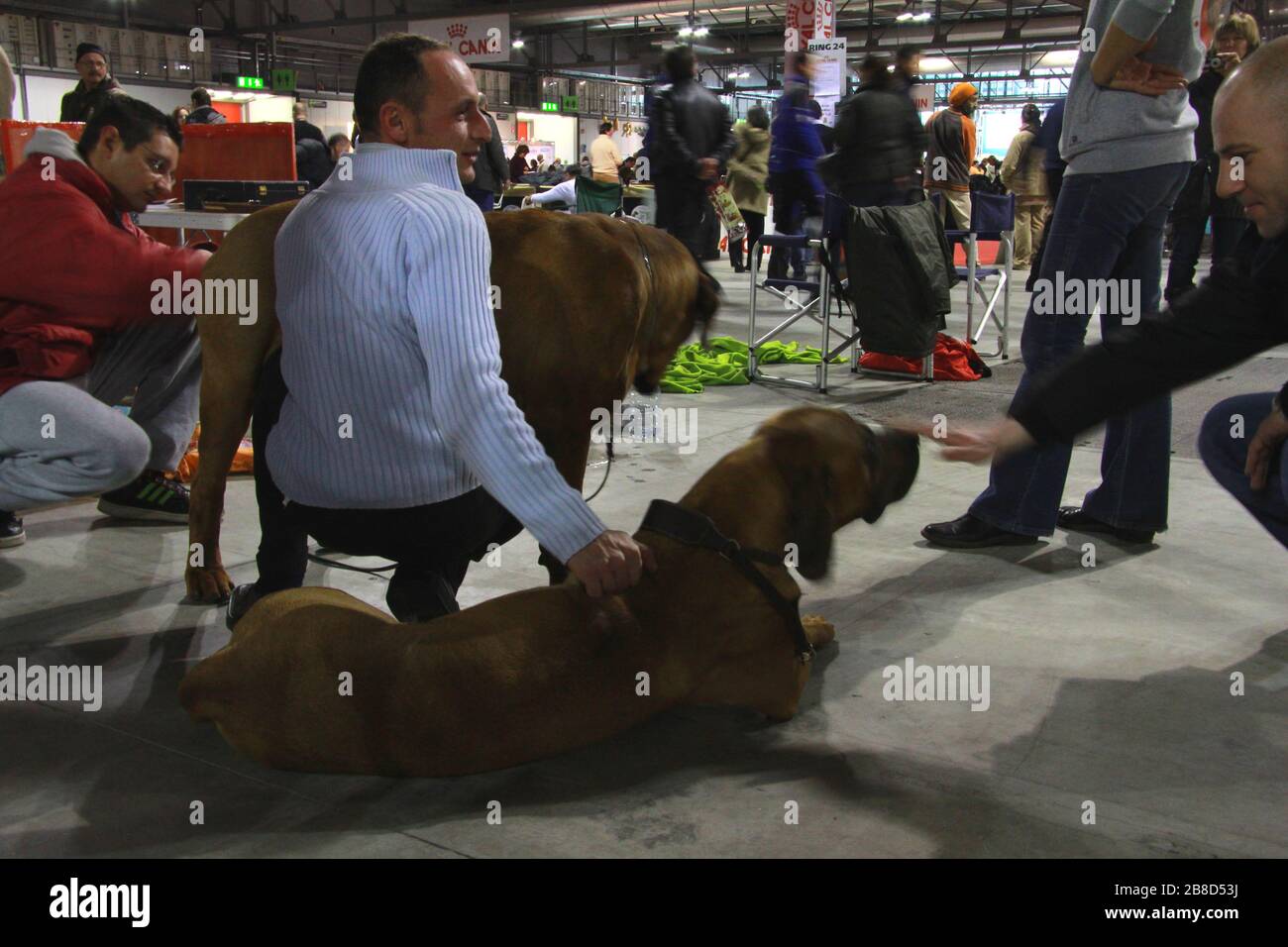Dogs in competition at dog's event Stock Photo - Alamy