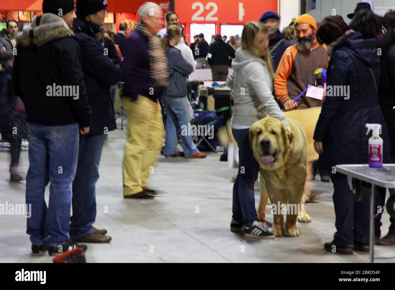Dogs in competition at dog's event Stock Photo - Alamy