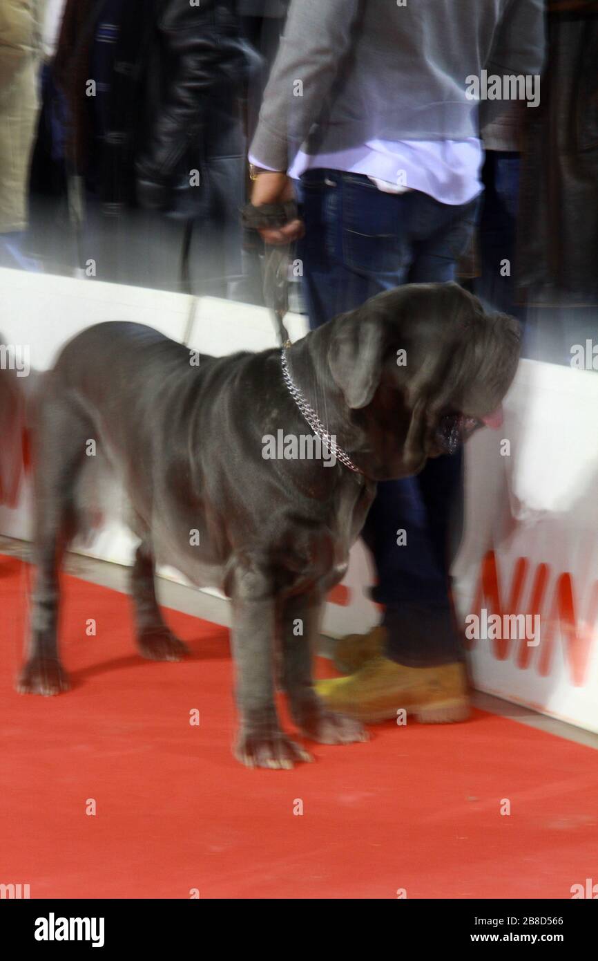 Dogs in competition at dog's event Stock Photo - Alamy