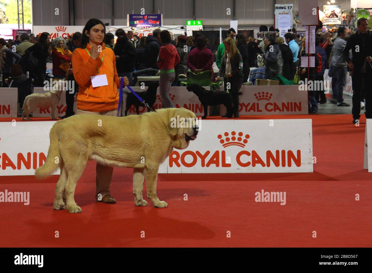 Dogs in competition at dog's event Stock Photo - Alamy