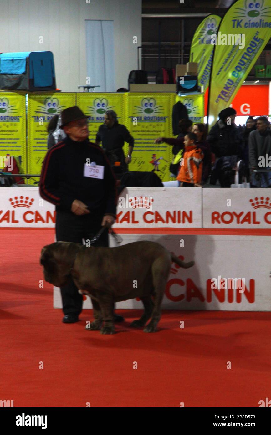 Dogs in competition at dog's event Stock Photo - Alamy