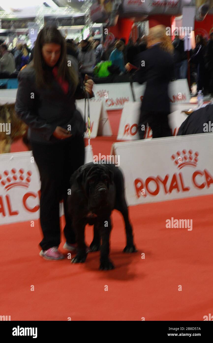 Dogs in competition at dog's event Stock Photo - Alamy