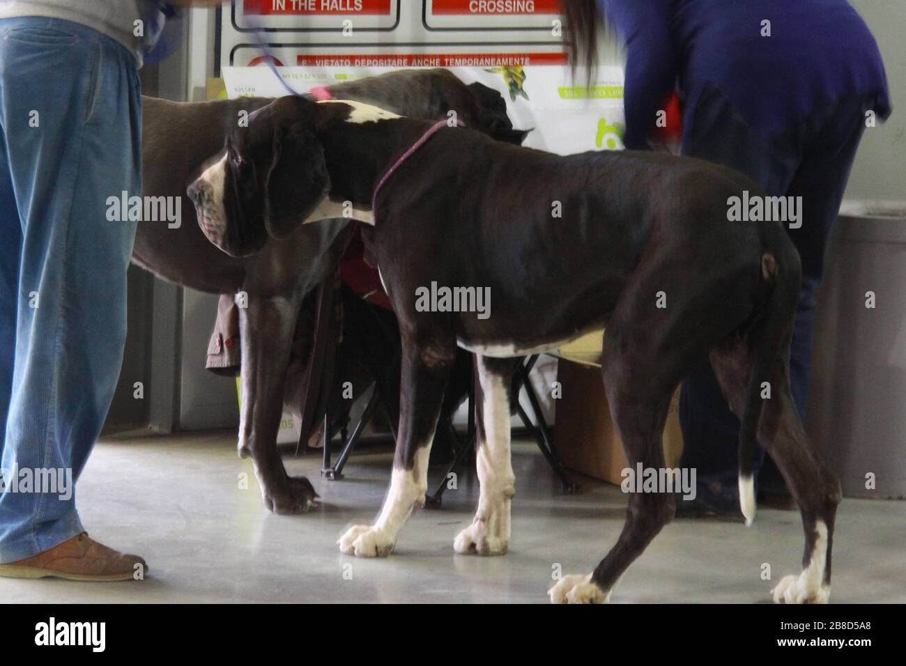 Dogs in competition at dog's event Stock Photo - Alamy