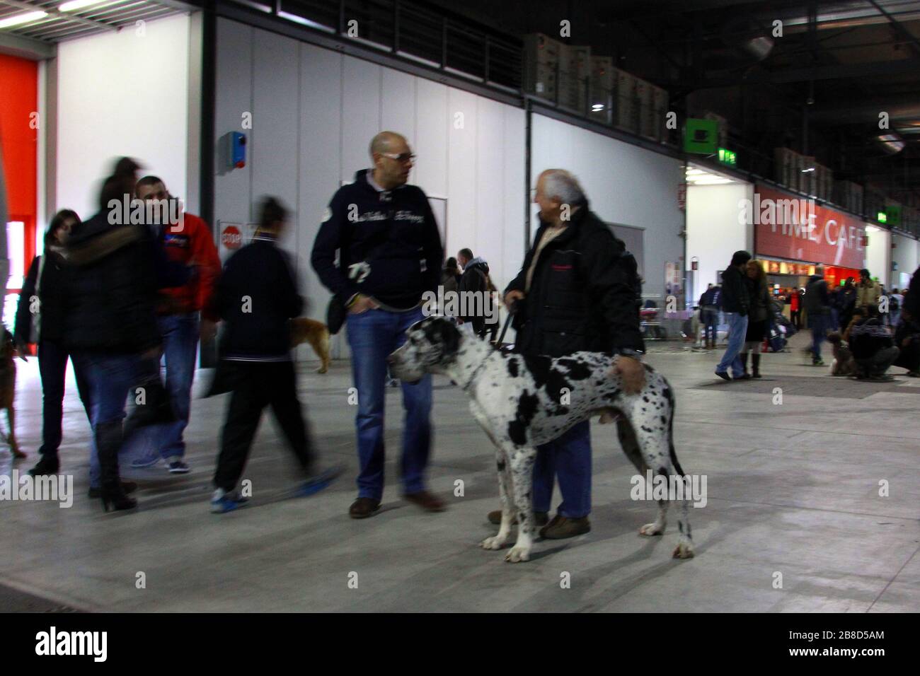 Dogs in competition at dog's event Stock Photo - Alamy