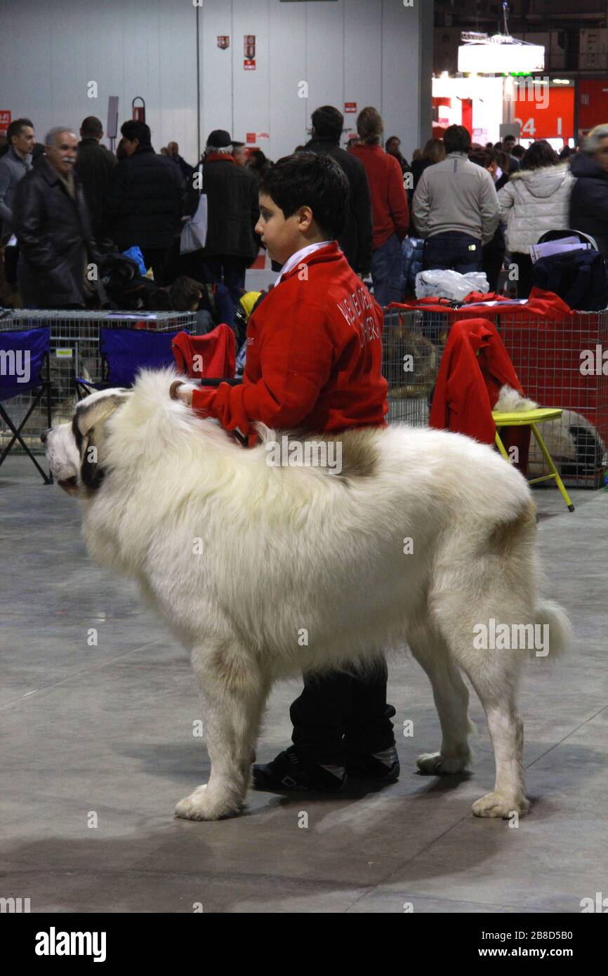 Dogs in competition at dog's event Stock Photo - Alamy